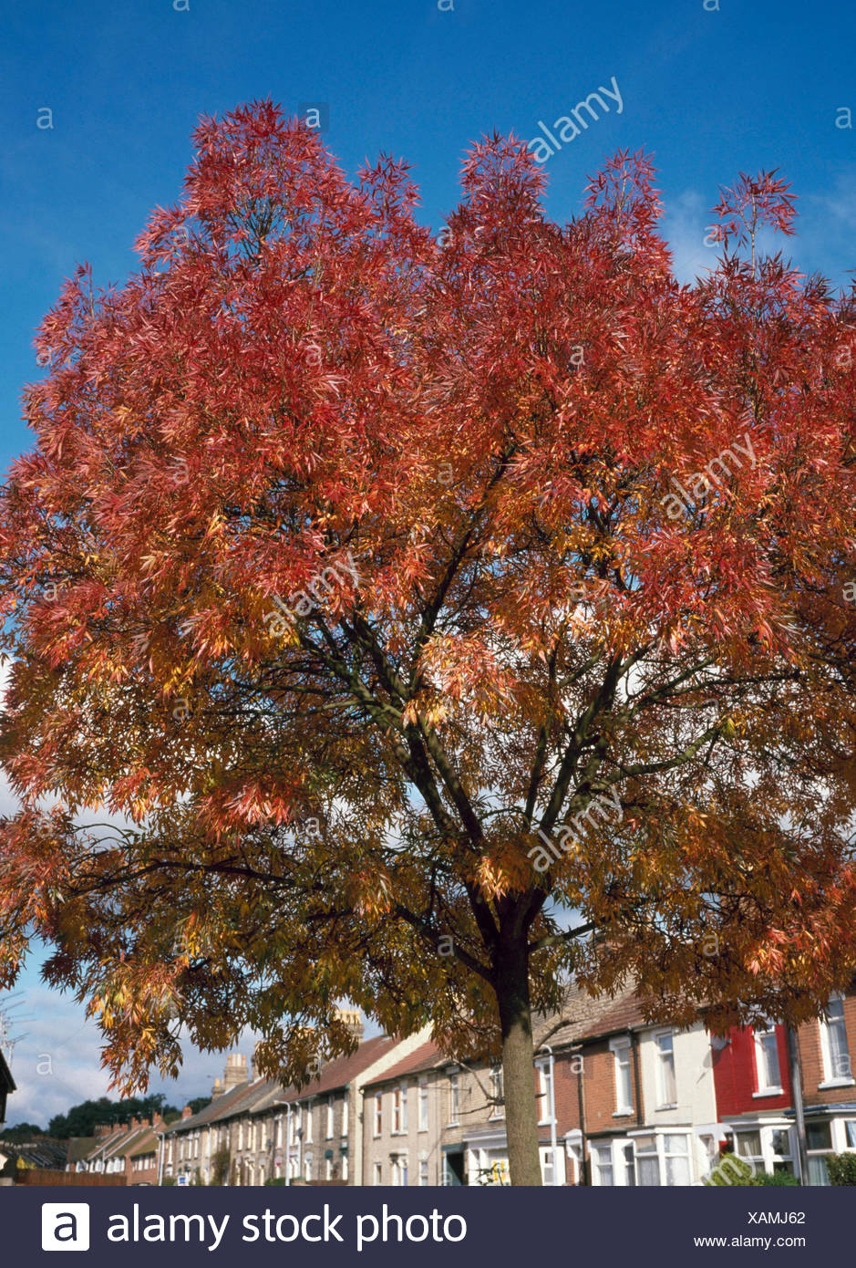 Fraxinus Raywood High Resolution Stock Photography and Images - Alamy