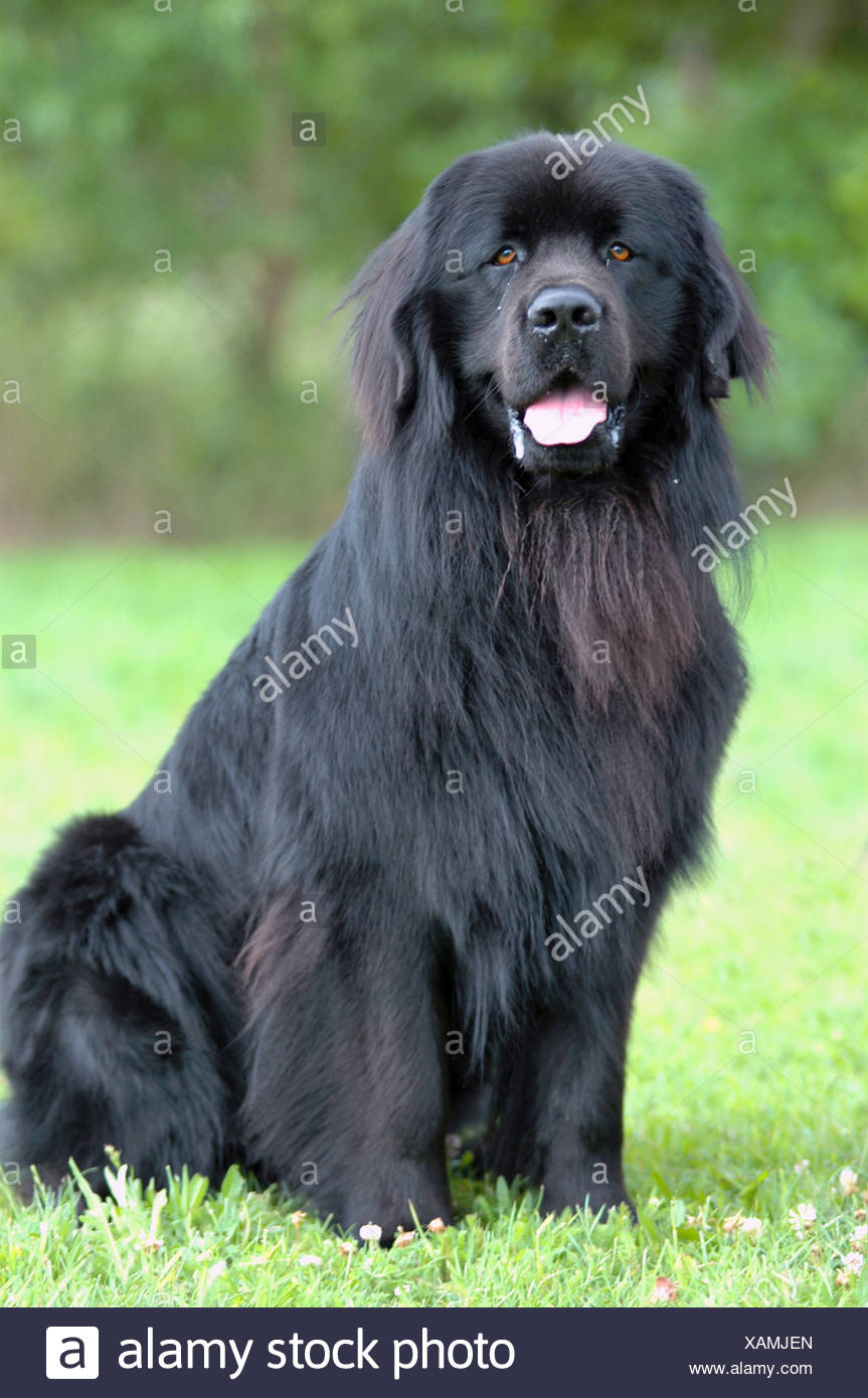 Newfoundlander High Resolution Stock Photography and Images - Alamy