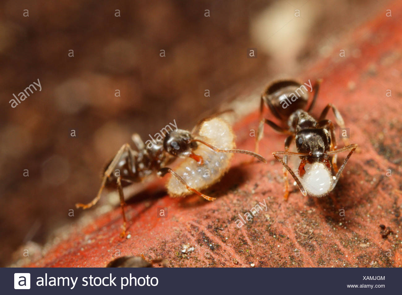 Ant Pupae Stock Photos & Ant Pupae Stock Images - Alamy