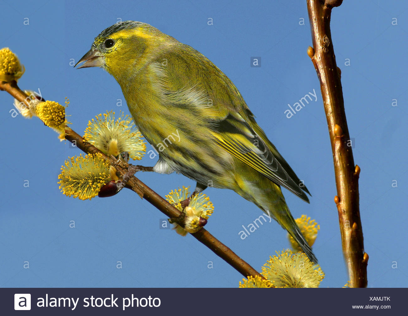 Serins Stock Photos & Serins Stock Images - Alamy