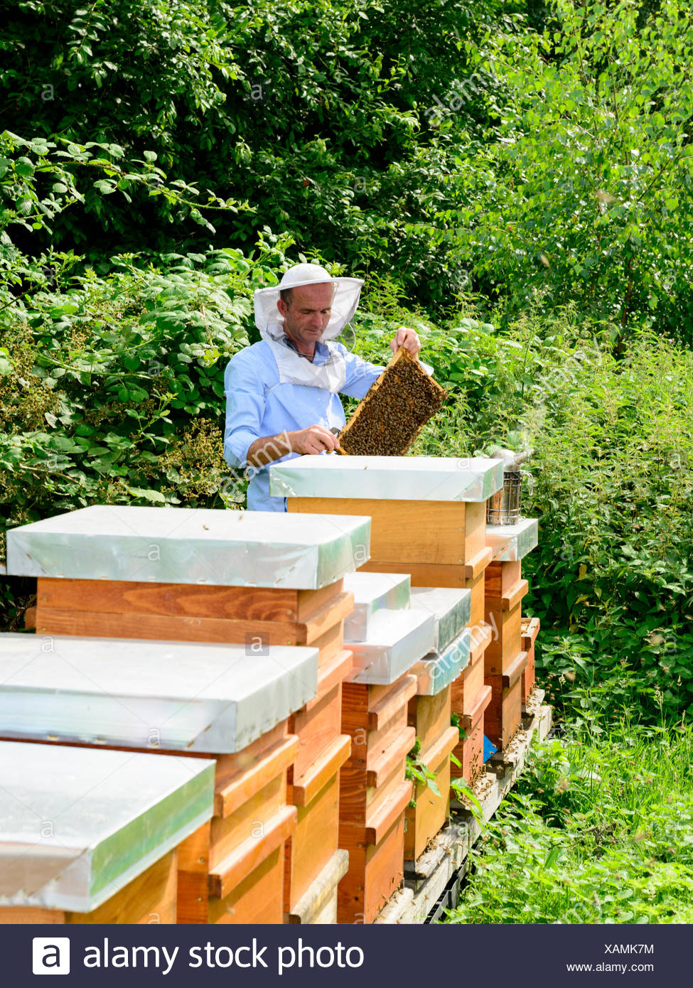 Industrious Animals High Resolution Stock Photography and Images - Alamy