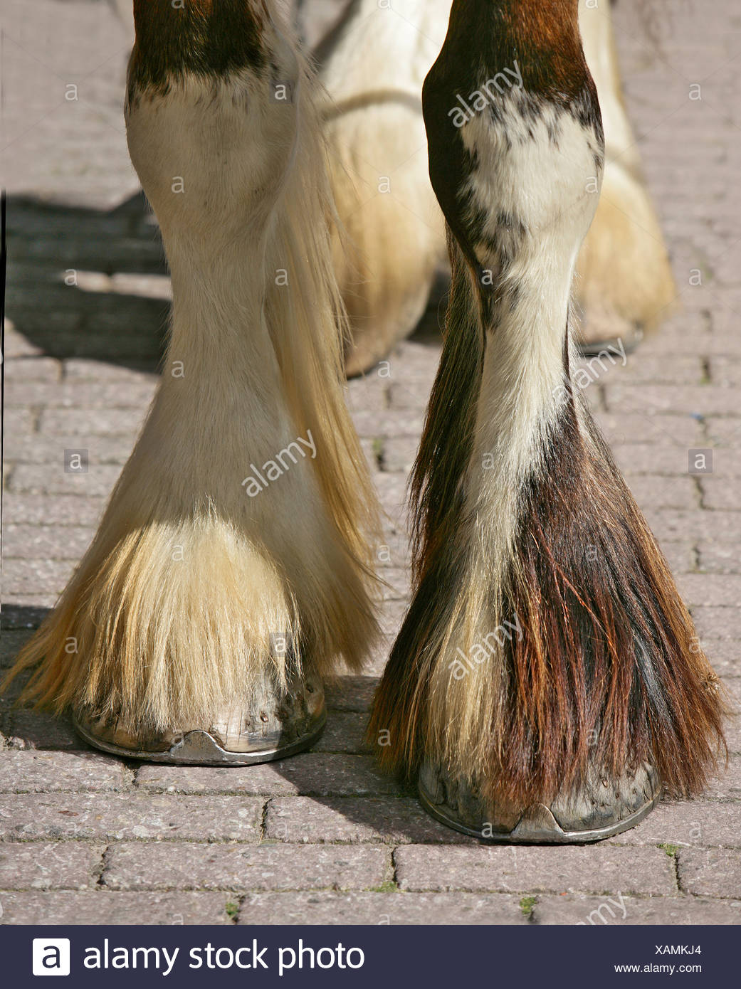 Horse Hooves High Resolution Stock Photography and Images - Alamy