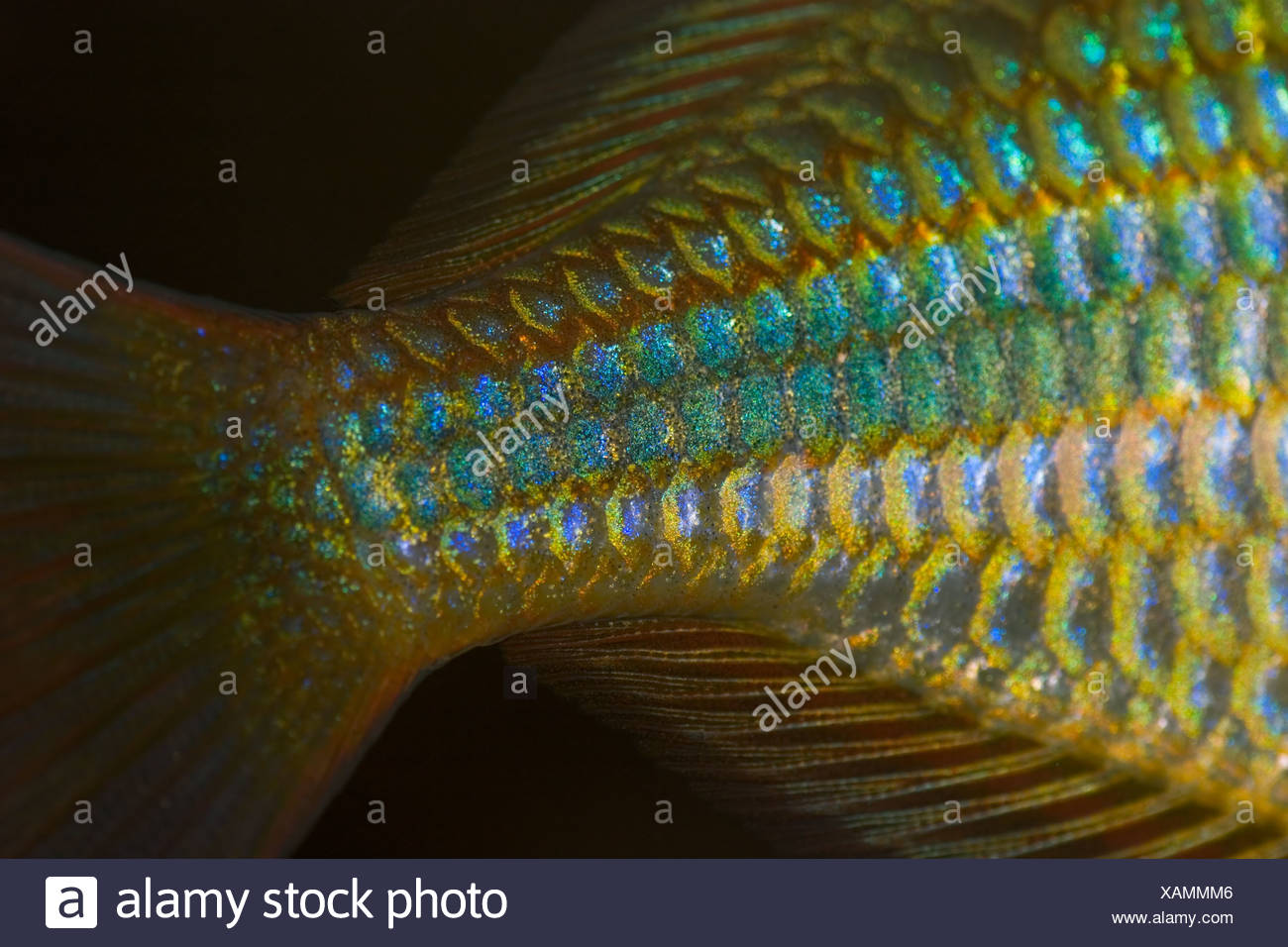 Goyder River Rainbowfish High Resolution Stock Photography and Images ...