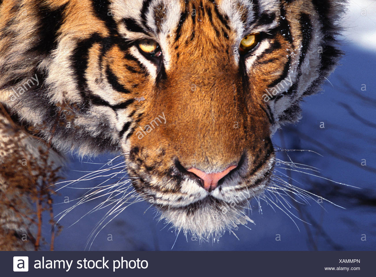 Tiger Patterns High Resolution Stock Photography and Images - Alamy