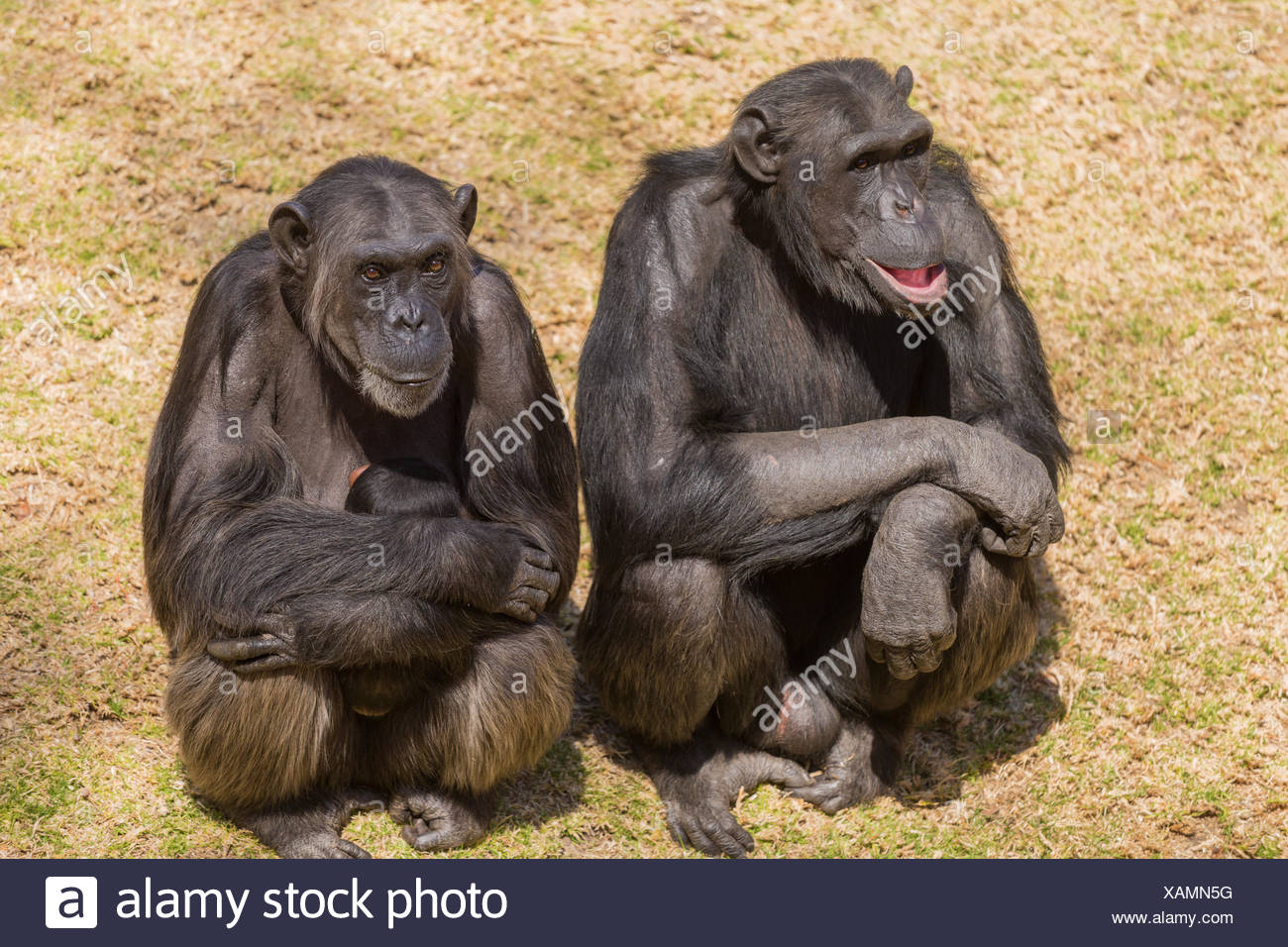 Black Monkey Stock Photos & Black Monkey Stock Images - Alamy
