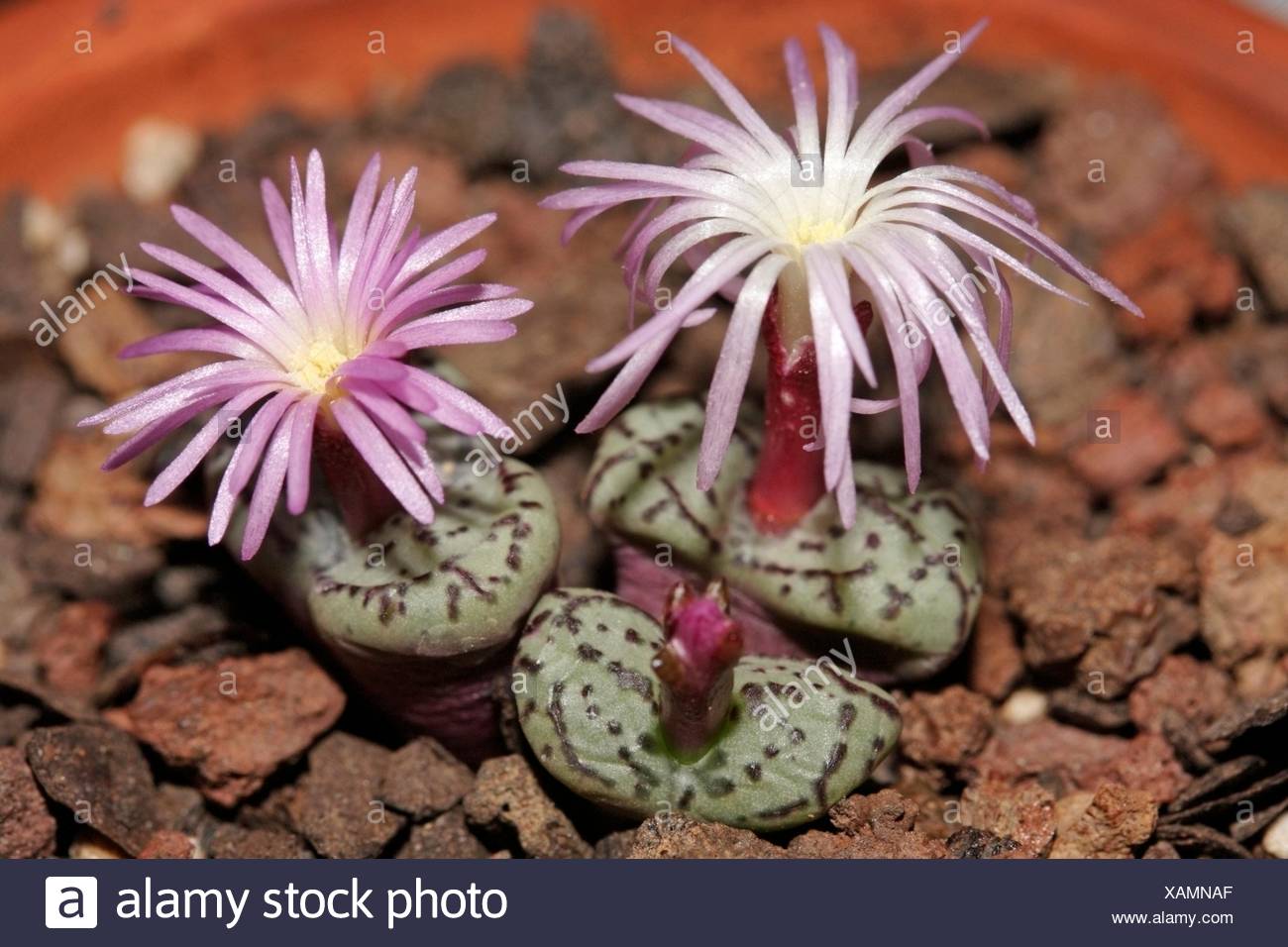 Conophytum Stock Photos & Conophytum Stock Images - Alamy