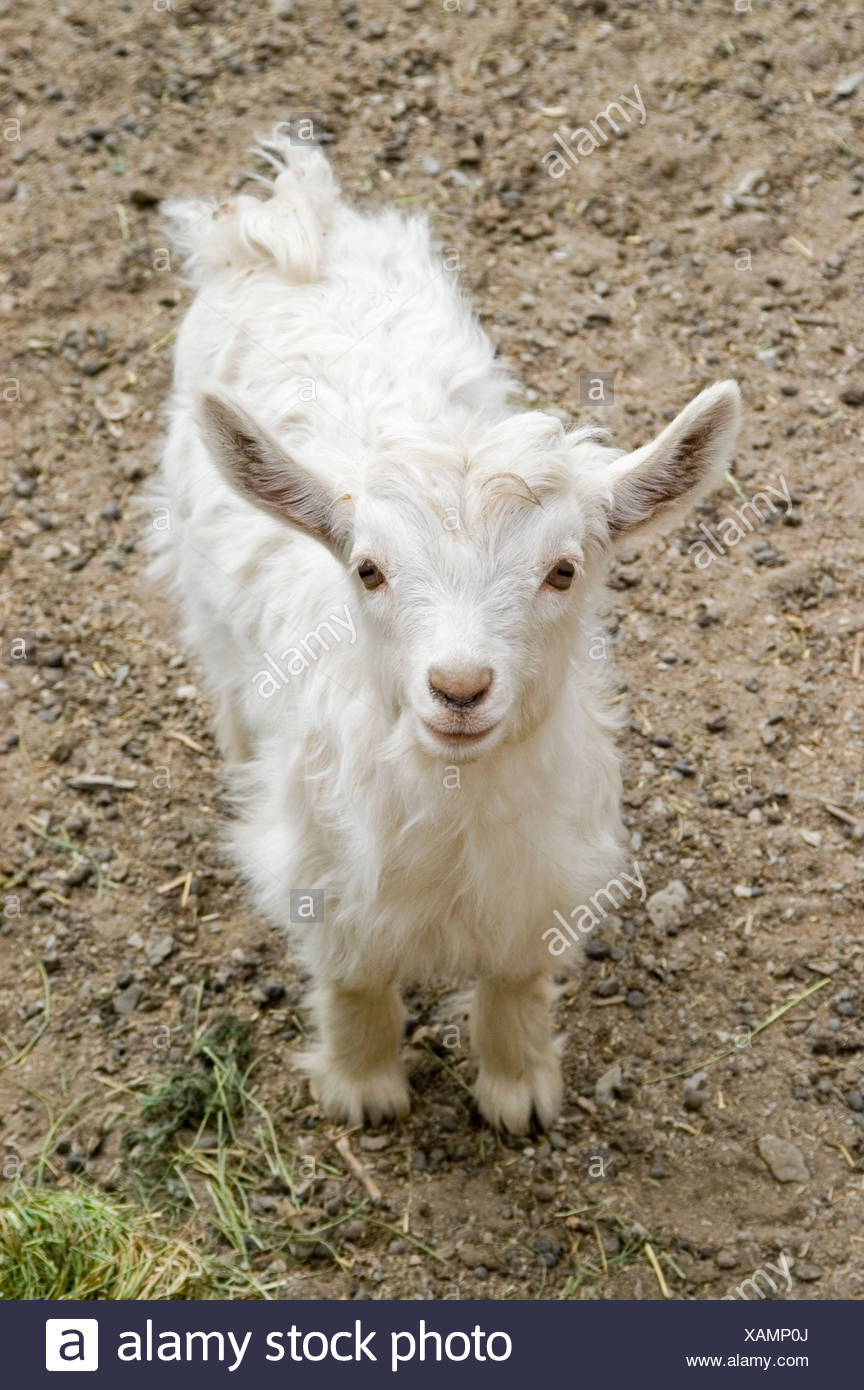 Kashmir Goat High Resolution Stock Photography and Images - Alamy