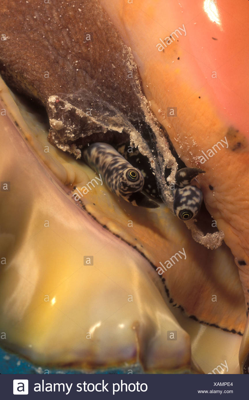 Queen Conch High Resolution Stock Photography and Images - Alamy