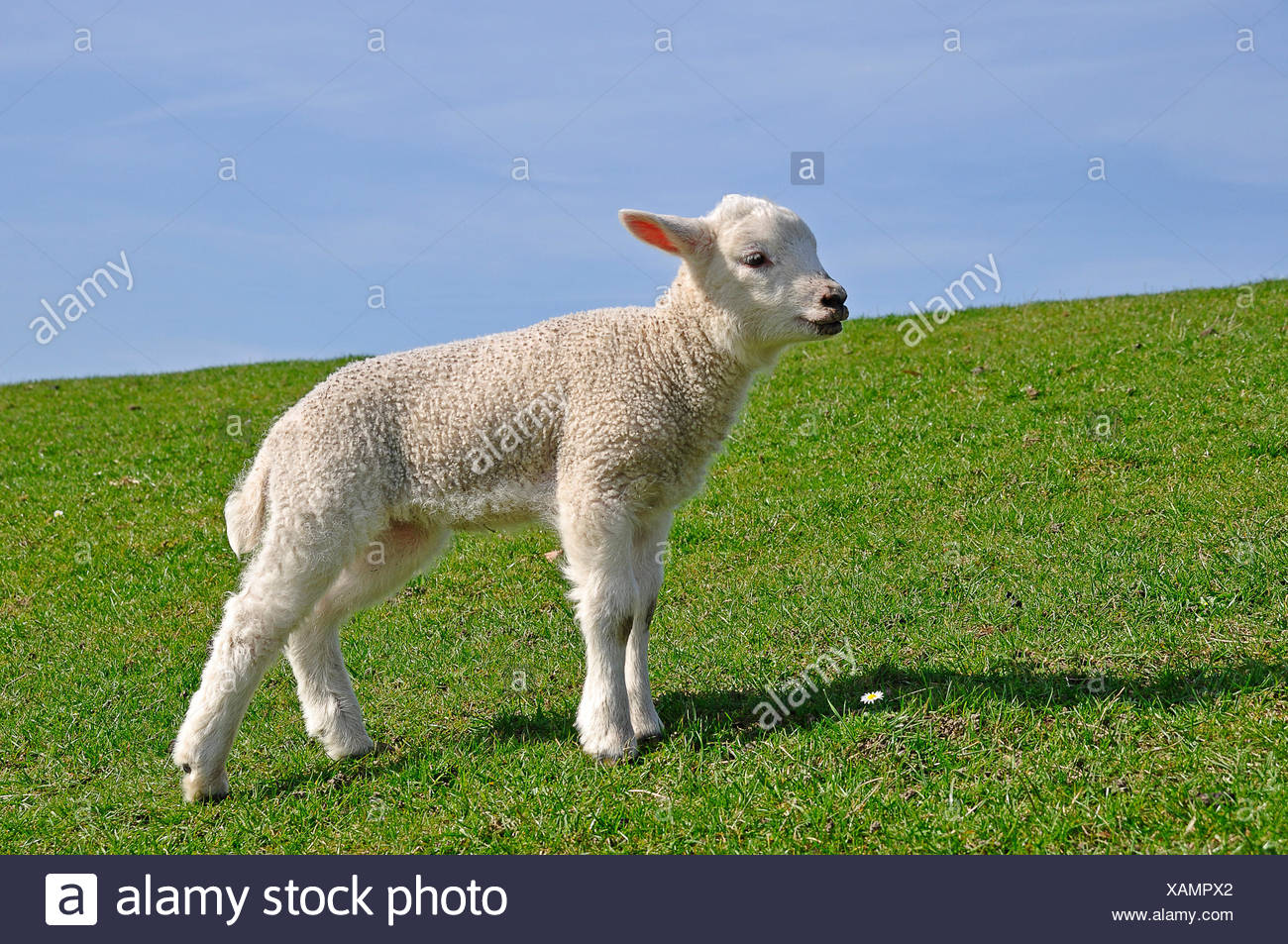 Passover Lamb High Resolution Stock Photography and Images - Alamy