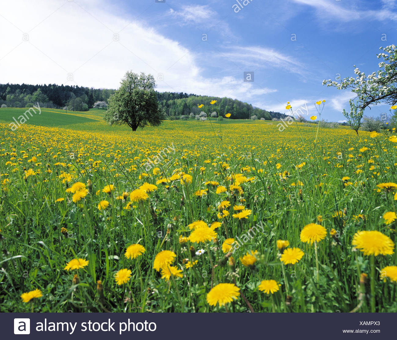 Eagles Region High Resolution Stock Photography and Images - Alamy