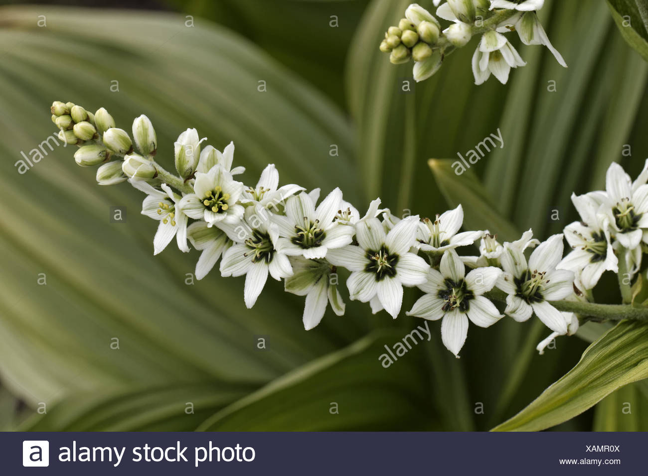 Veratrum Californicum High Resolution Stock Photography and Images - Alamy