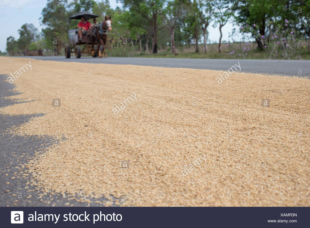 Rice Drying Stock Photos & Rice Drying Stock Images - Alamy