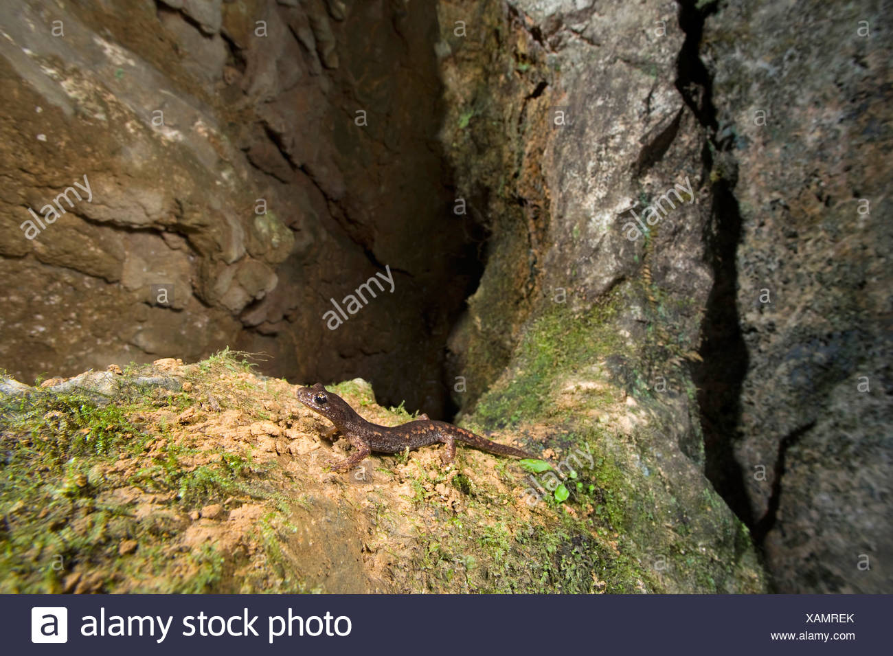 Ambrosis Cave Salamander High Resolution Stock Photography and Images ...