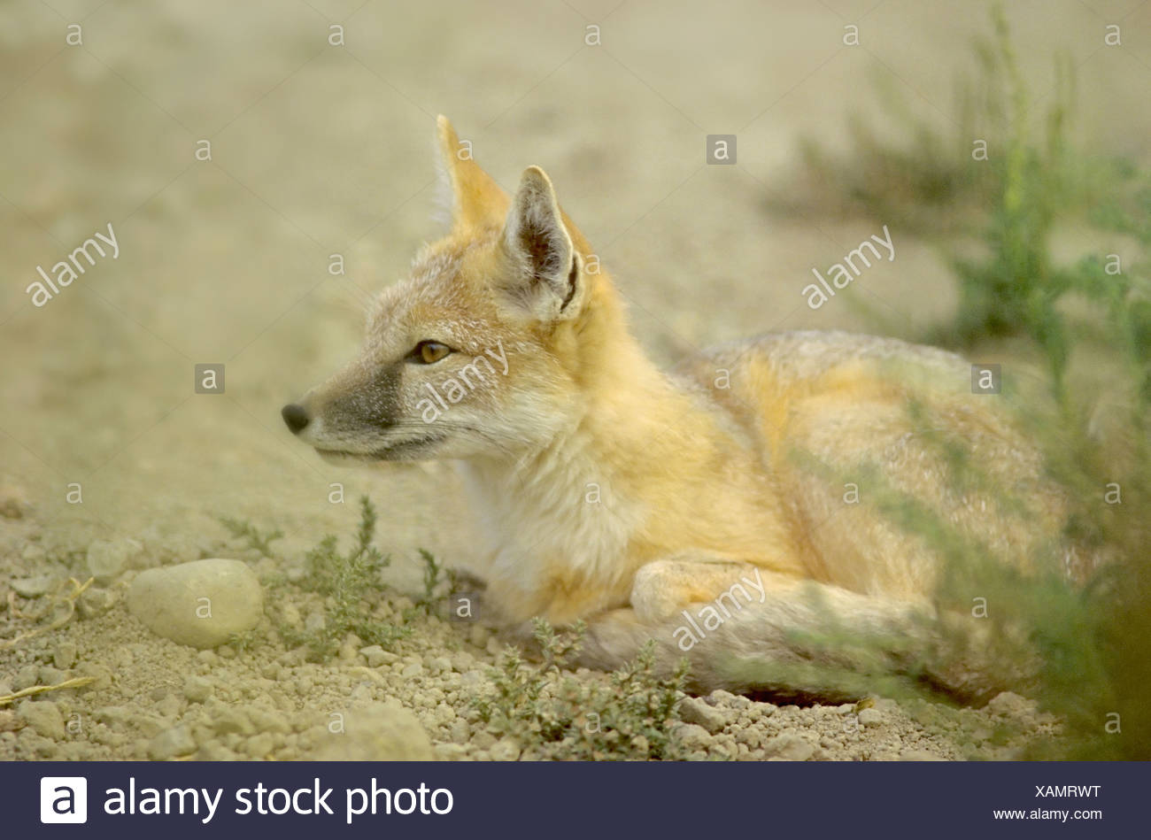 Fox Habitat Image High Resolution Stock Photography and Images - Alamy