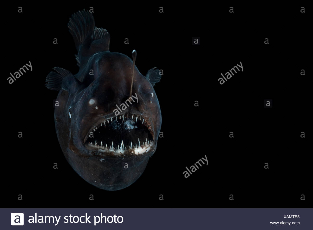 Deep Sea Anglerfish Stock Photos & Deep Sea Anglerfish Stock Images - Alamy