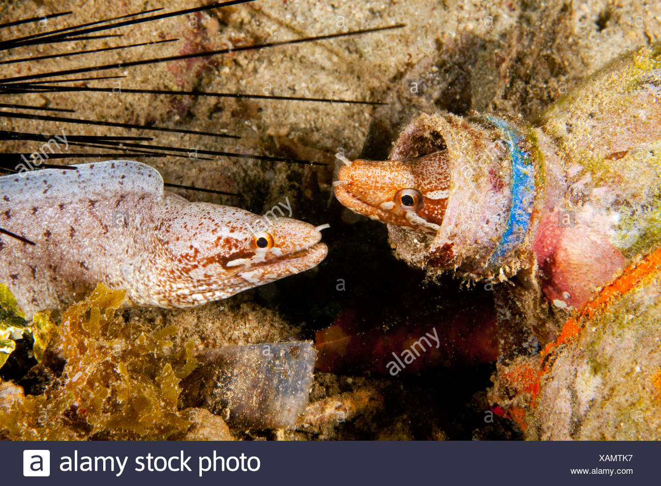 Barred Fin High Resolution Stock Photography and Images - Alamy