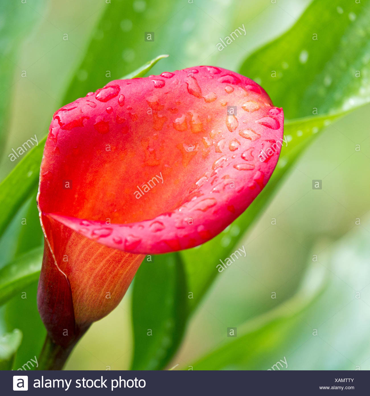 Red Arum Lily High Resolution Stock Photography and Images - Alamy