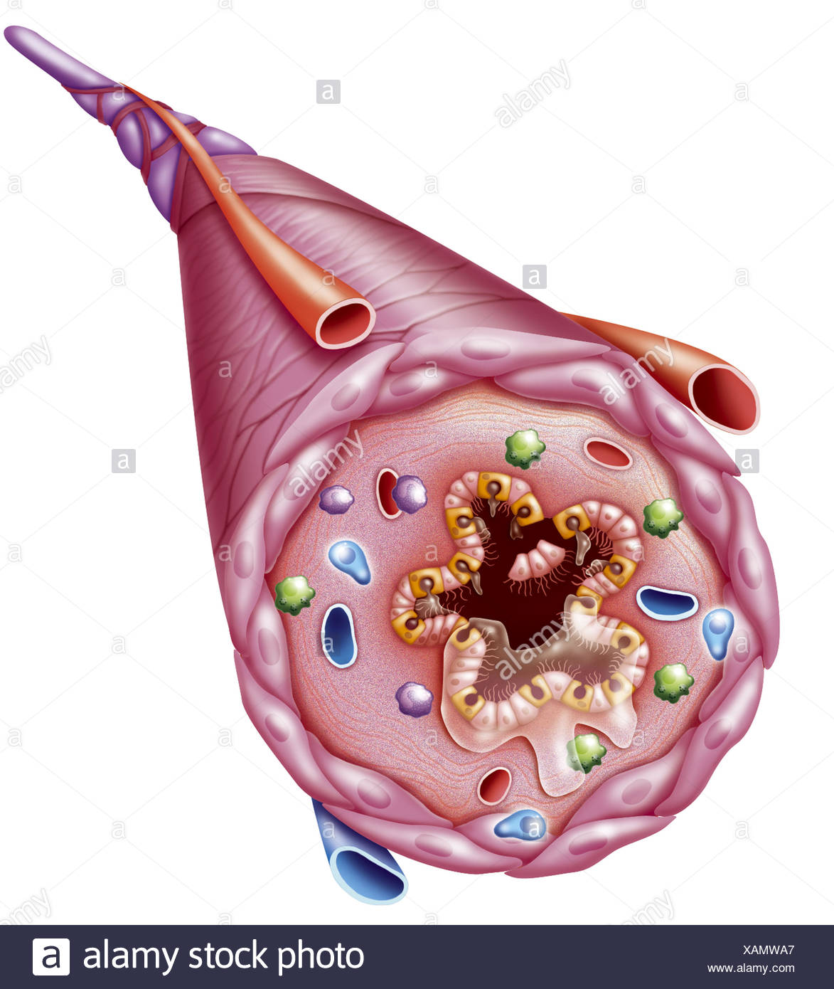 Bronchoconstriction High Resolution Stock Photography and Images - Alamy