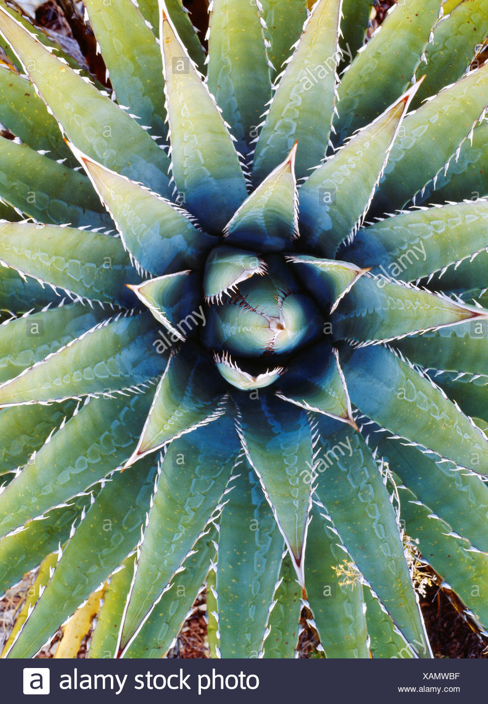 Basal Rosette Stock Photos & Basal Rosette Stock Images - Alamy