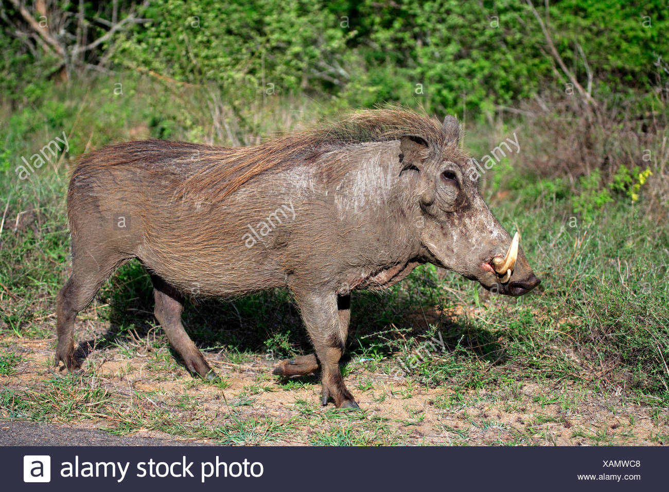 Desert Warthog Phacochoerus Aethiopicus High Resolution Stock ...
