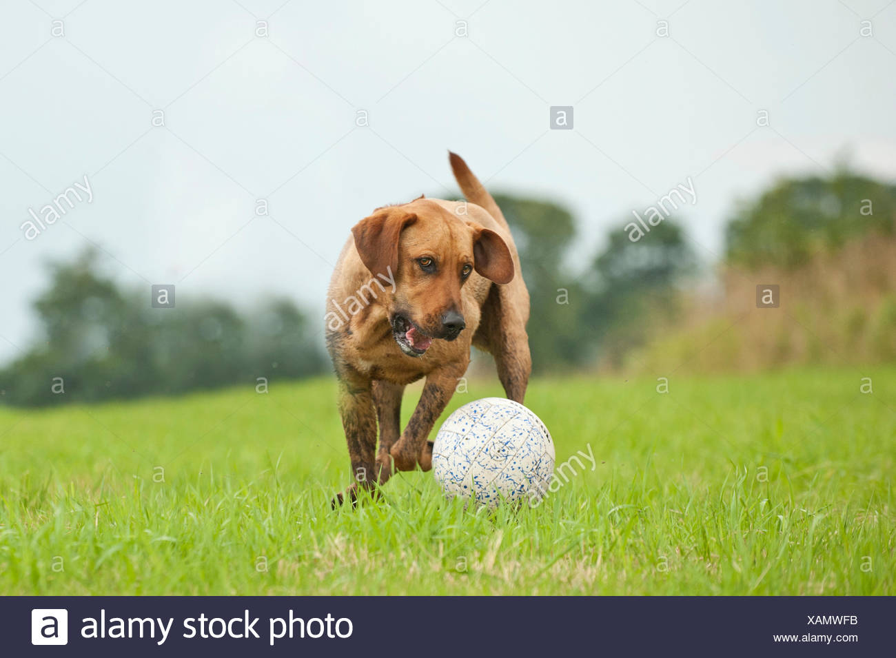 Dog Playing Football Stock Photos & Dog Playing Football Stock Images ...