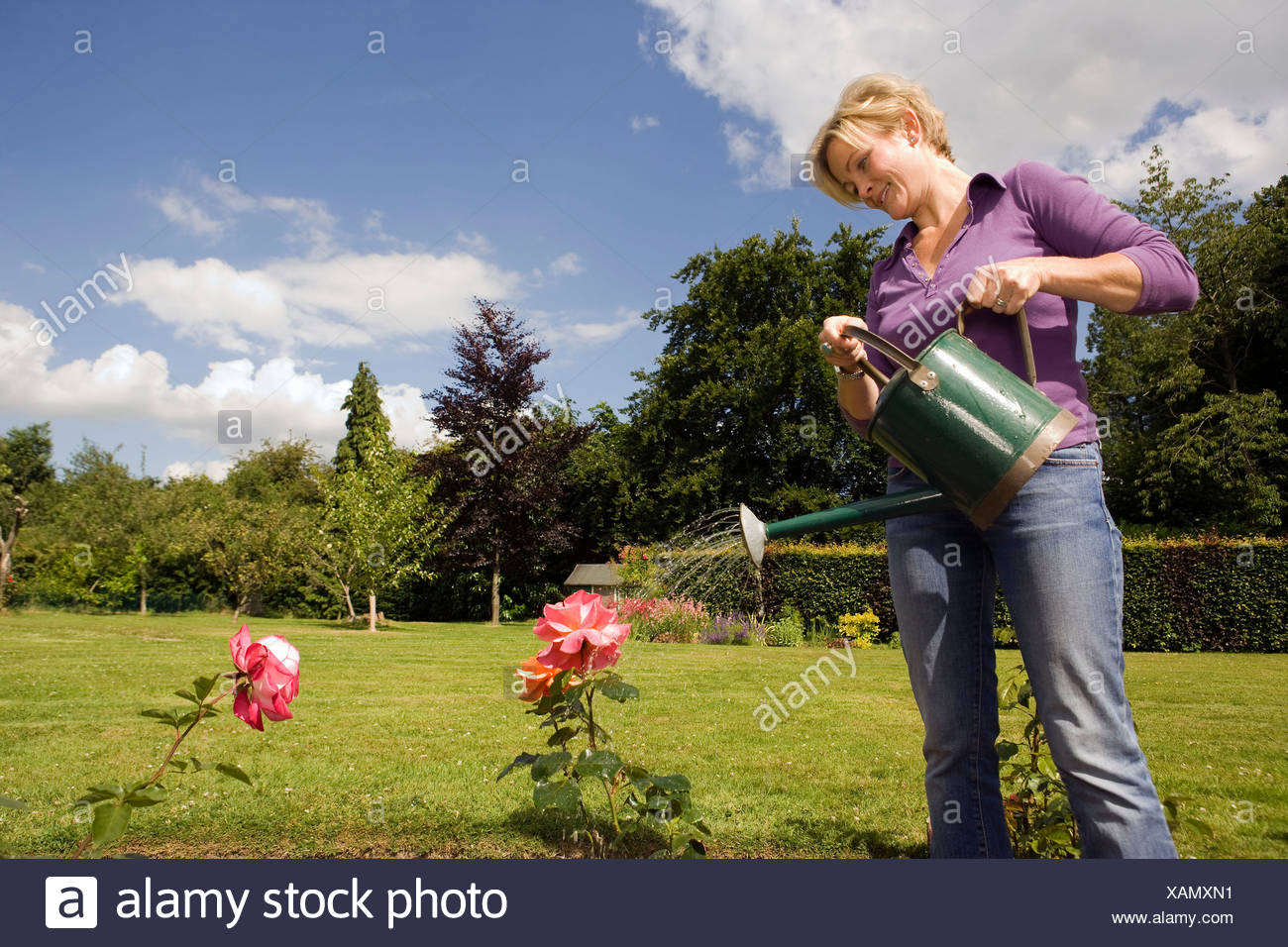 40 Roses High Resolution Stock Photography and Images - Alamy