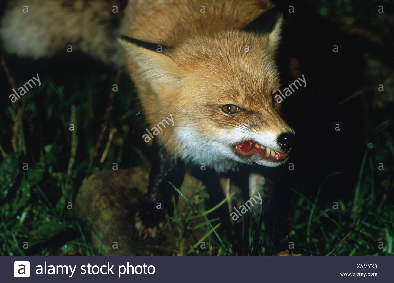 Red Fox Snarling High Resolution Stock Photography and Images - Alamy