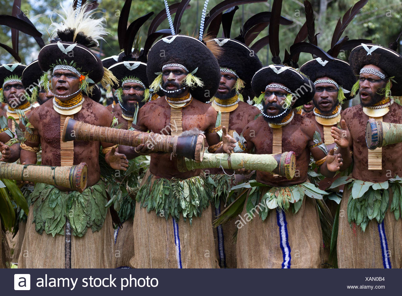 King Bird Of Paradise Papua High Resolution Stock Photography and ...
