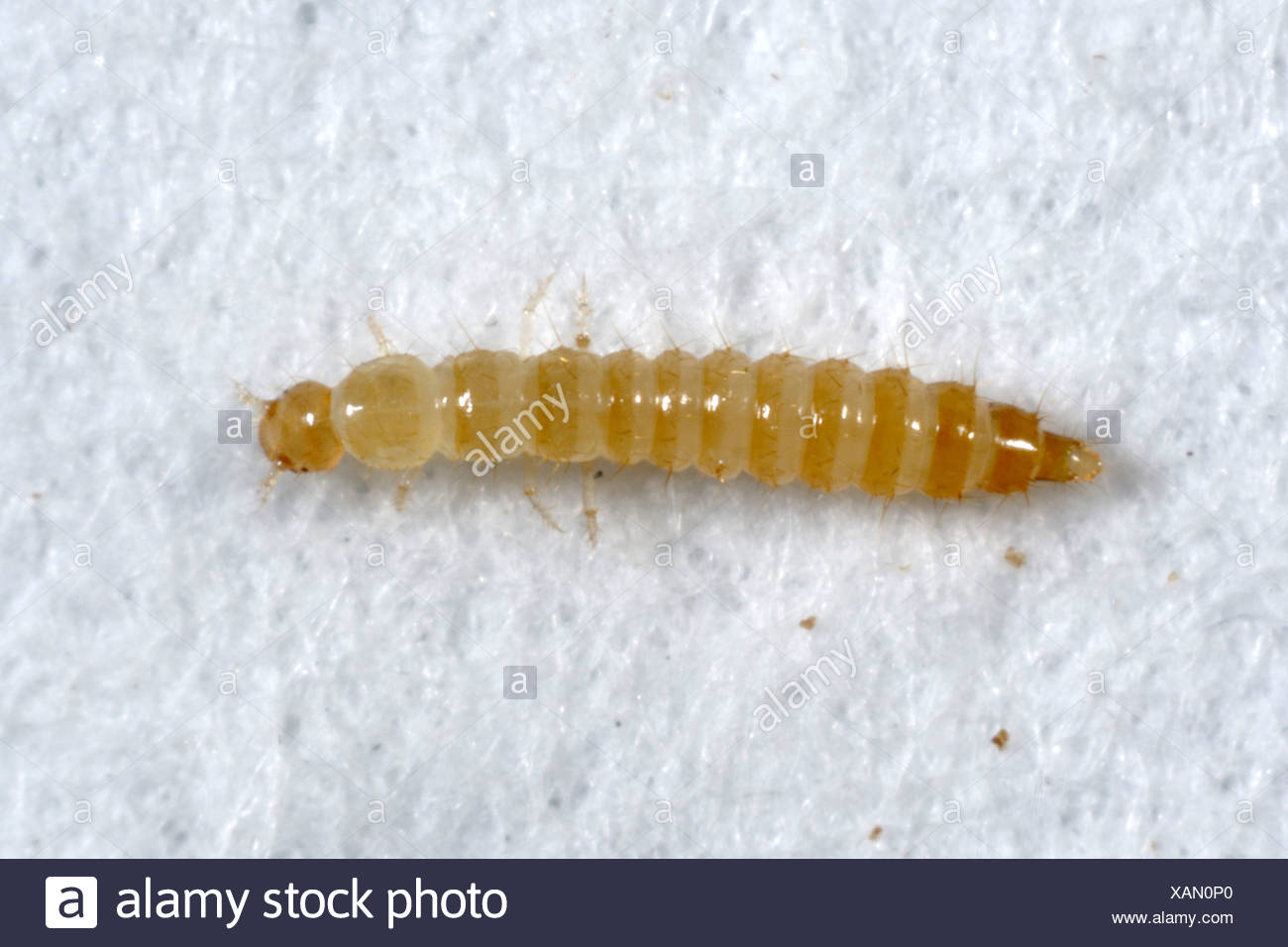 Rove Beetle Staphylinid Staphylinidae Stock Photos & Rove Beetle ...