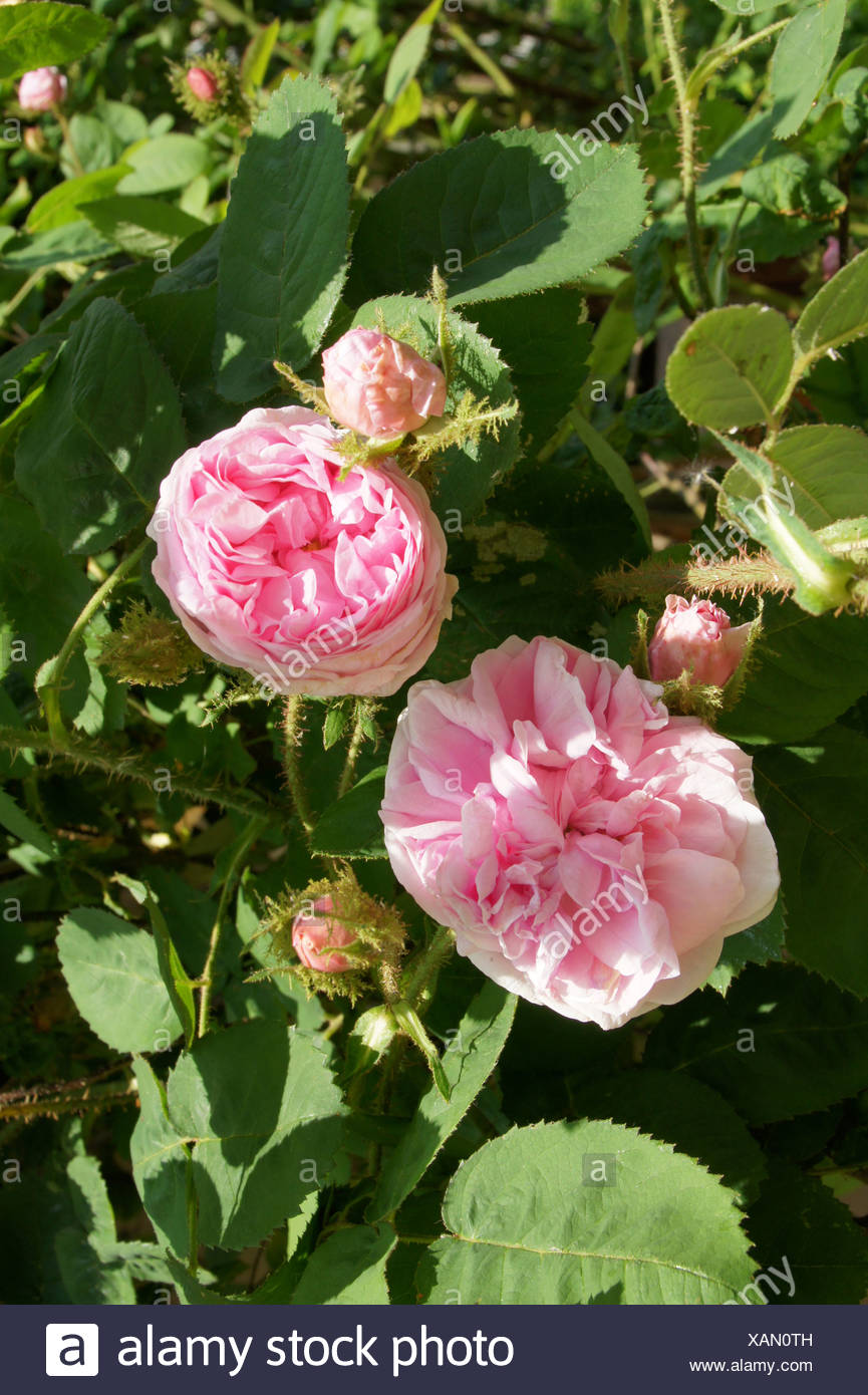 Moosrose High Resolution Stock Photography and Images - Alamy