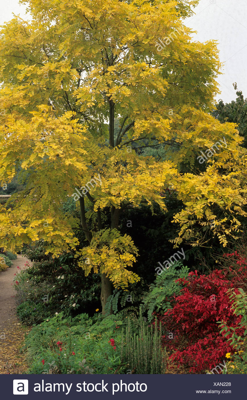 Robinia Frisia High Resolution Stock Photography and Images - Alamy