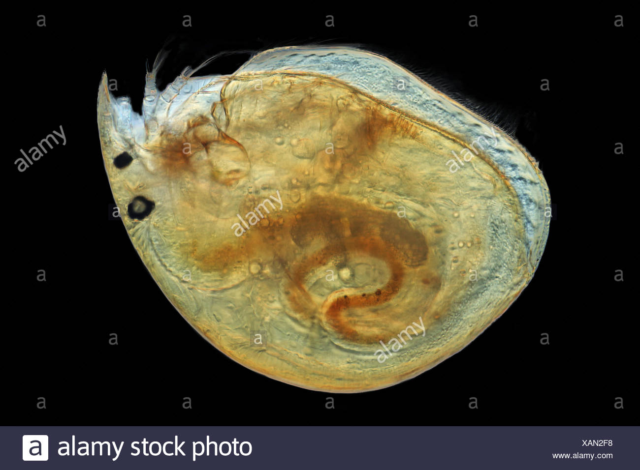 Water Fleas High Resolution Stock Photography and Images - Alamy