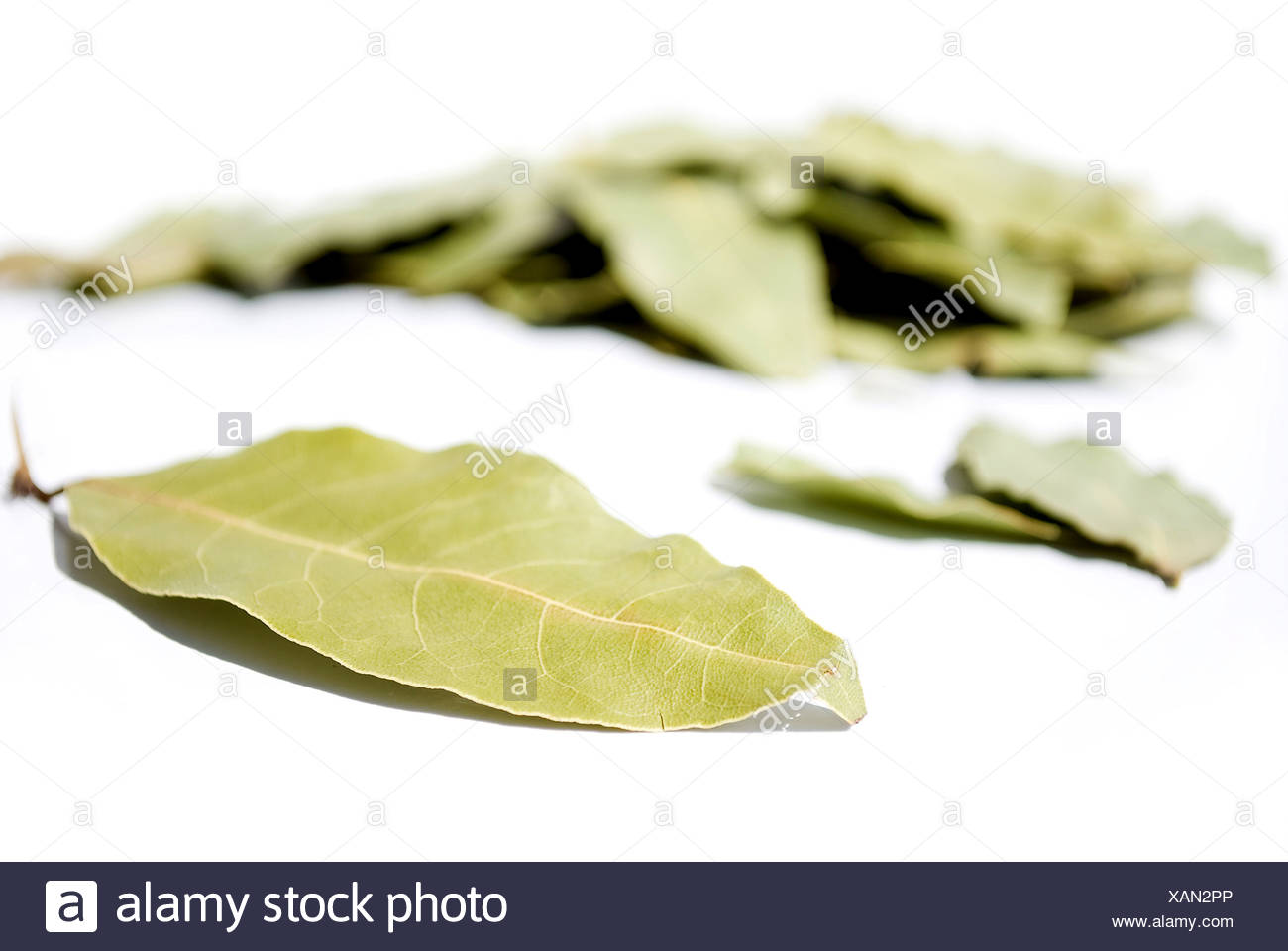 Laurel Leaves High Resolution Stock Photography and Images - Alamy