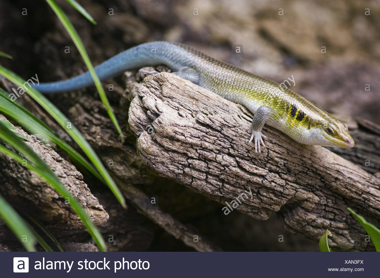 Blue Skink High Resolution Stock Photography and Images - Alamy
