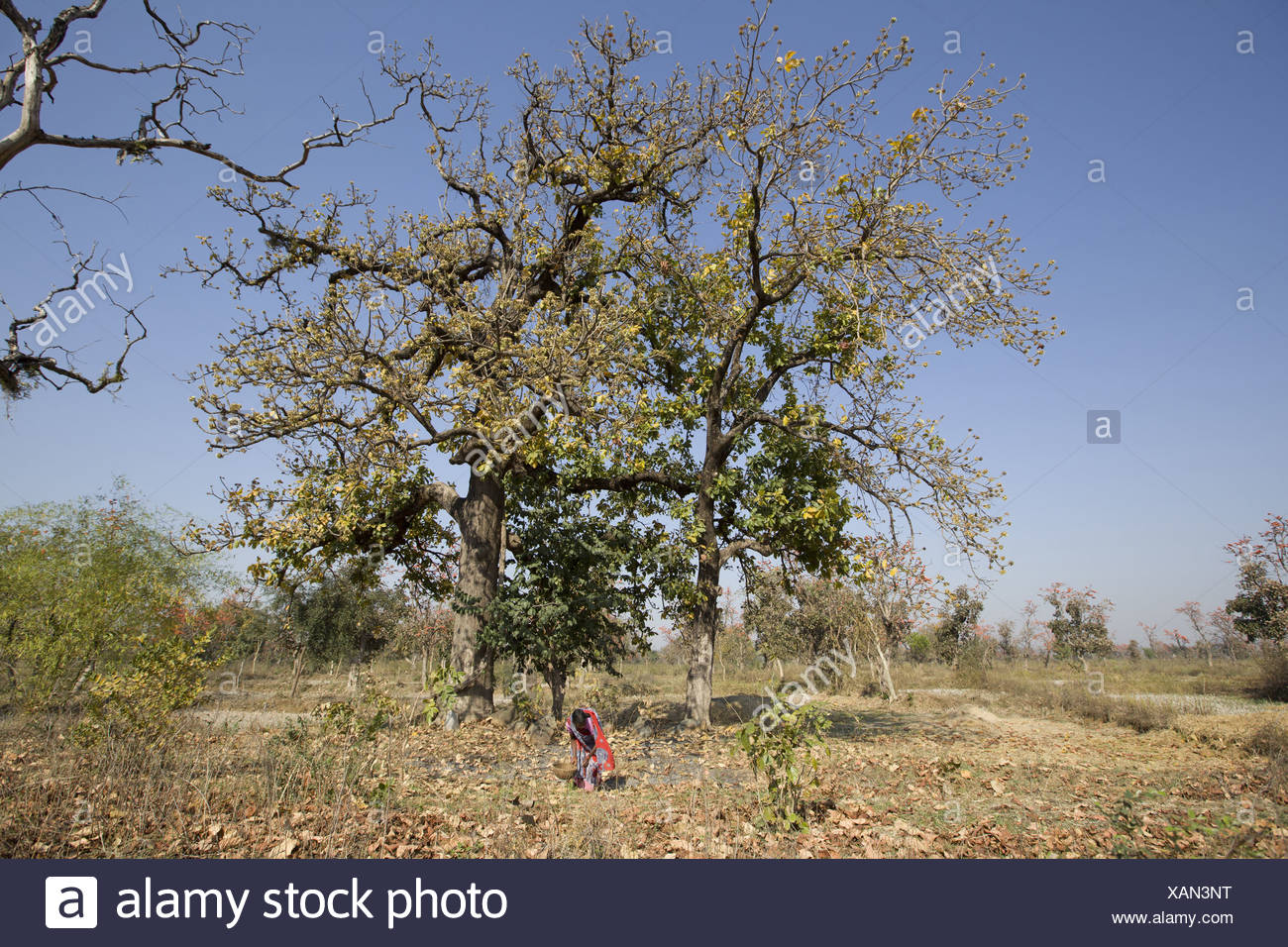 Mahua Tree Stock Photos & Mahua Tree Stock Images - Alamy