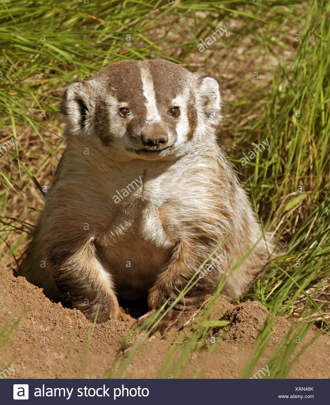 Taxidea High Resolution Stock Photography and Images - Alamy