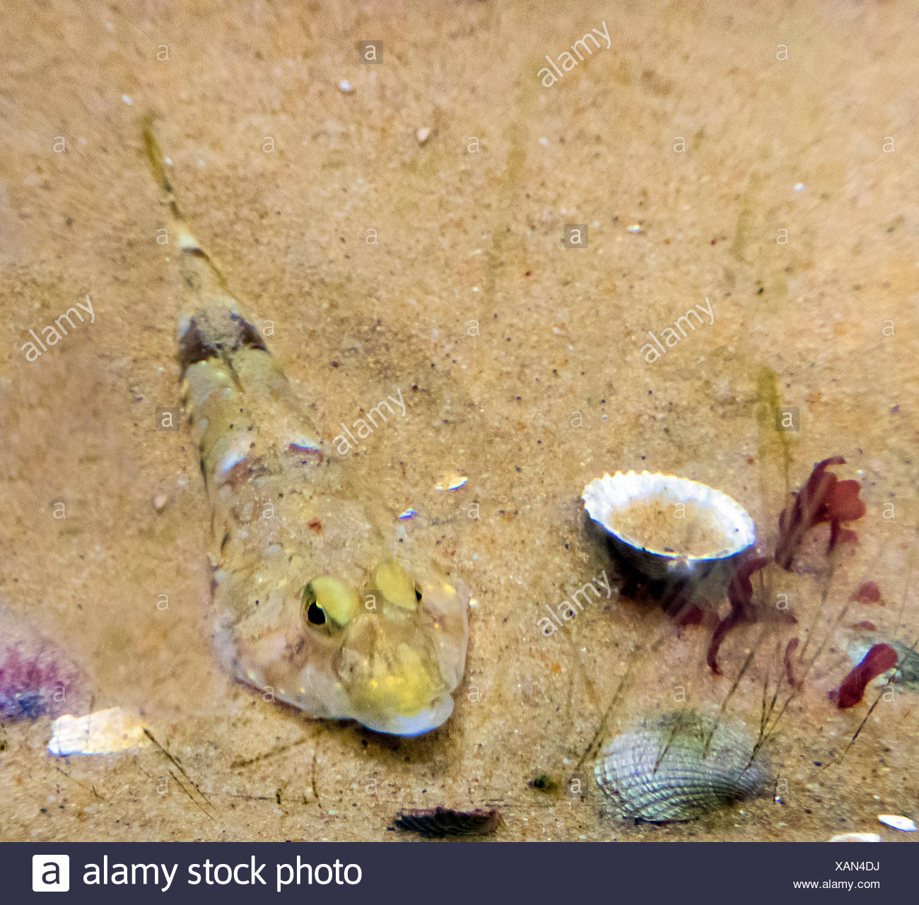 Callionymidae High Resolution Stock Photography and Images - Alamy