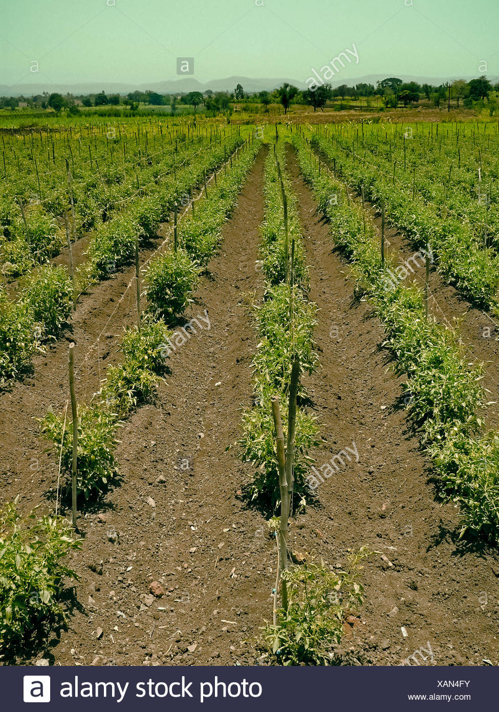Field Of Tomato Plants Stock Photos & Field Of Tomato Plants Stock ...