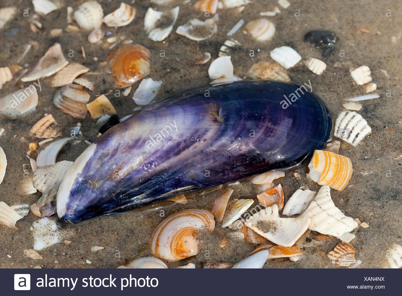 Mussel Shell Length High Resolution Stock Photography and Images - Alamy