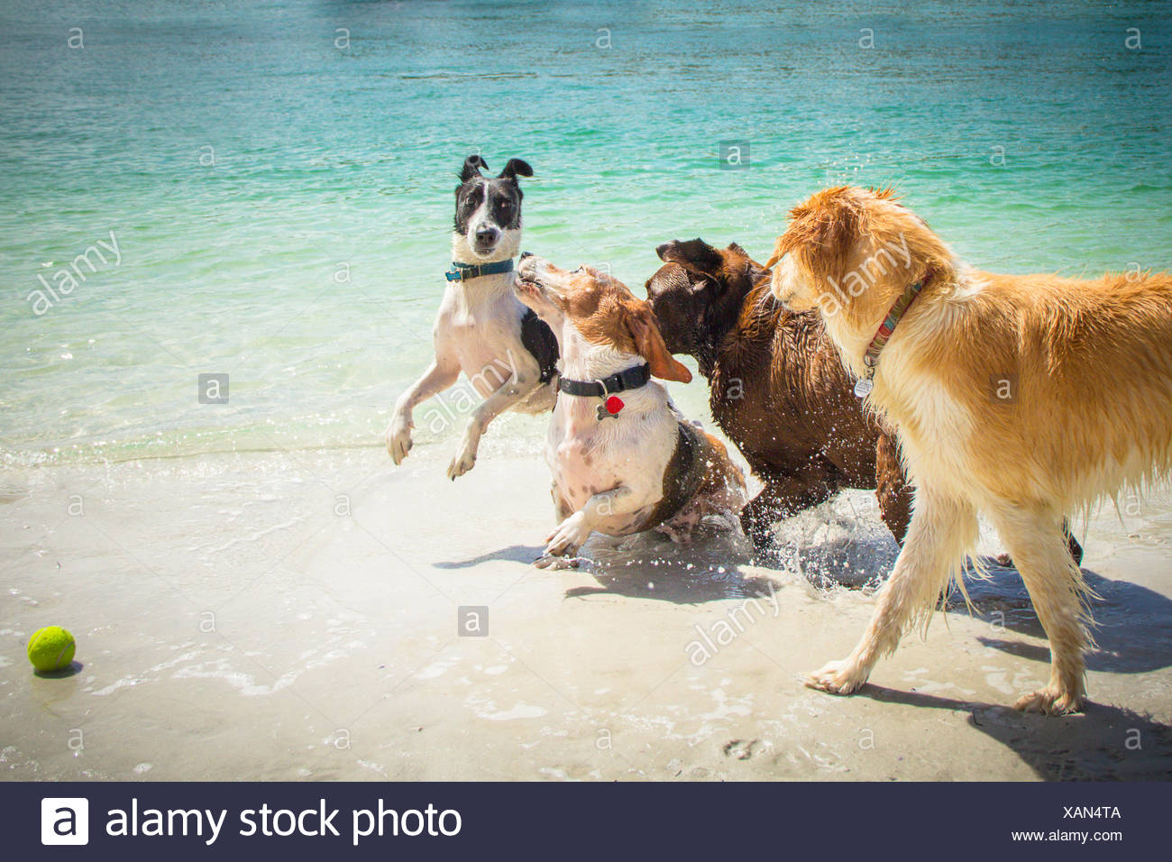 Four Dogs High Resolution Stock Photography and Images - Alamy