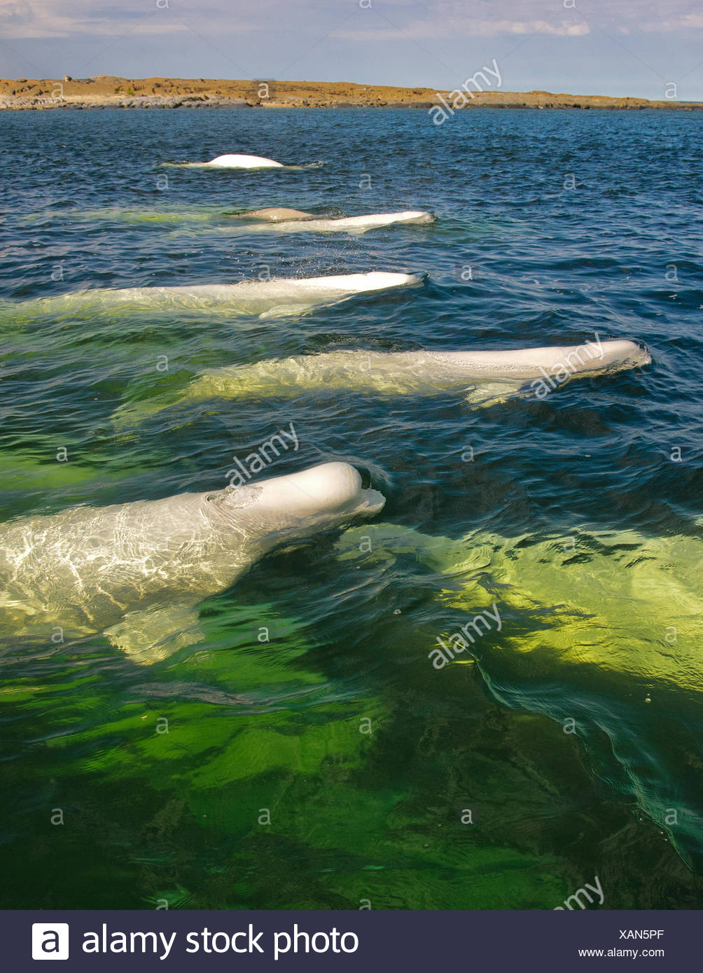 Beluga Whale Hudson Bay High Resolution Stock Photography and Images ...