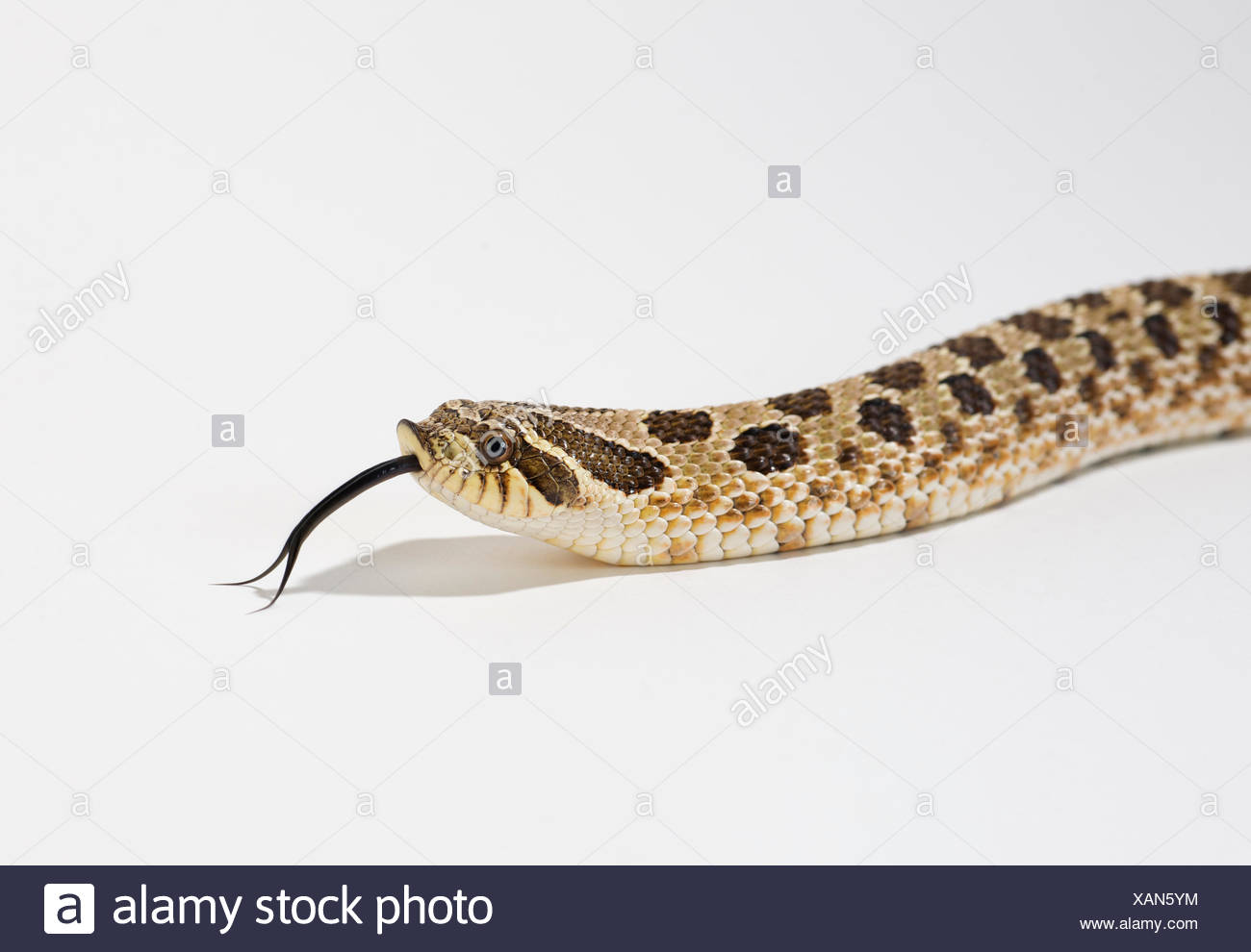 Heterodon Nasicus Stock Photos & Heterodon Nasicus Stock Images - Alamy