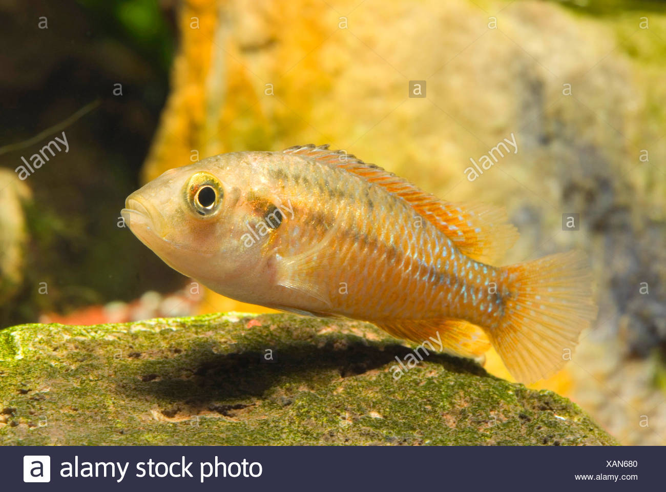 Dwarf African Cichlid High Resolution Stock Photography and Images - Alamy