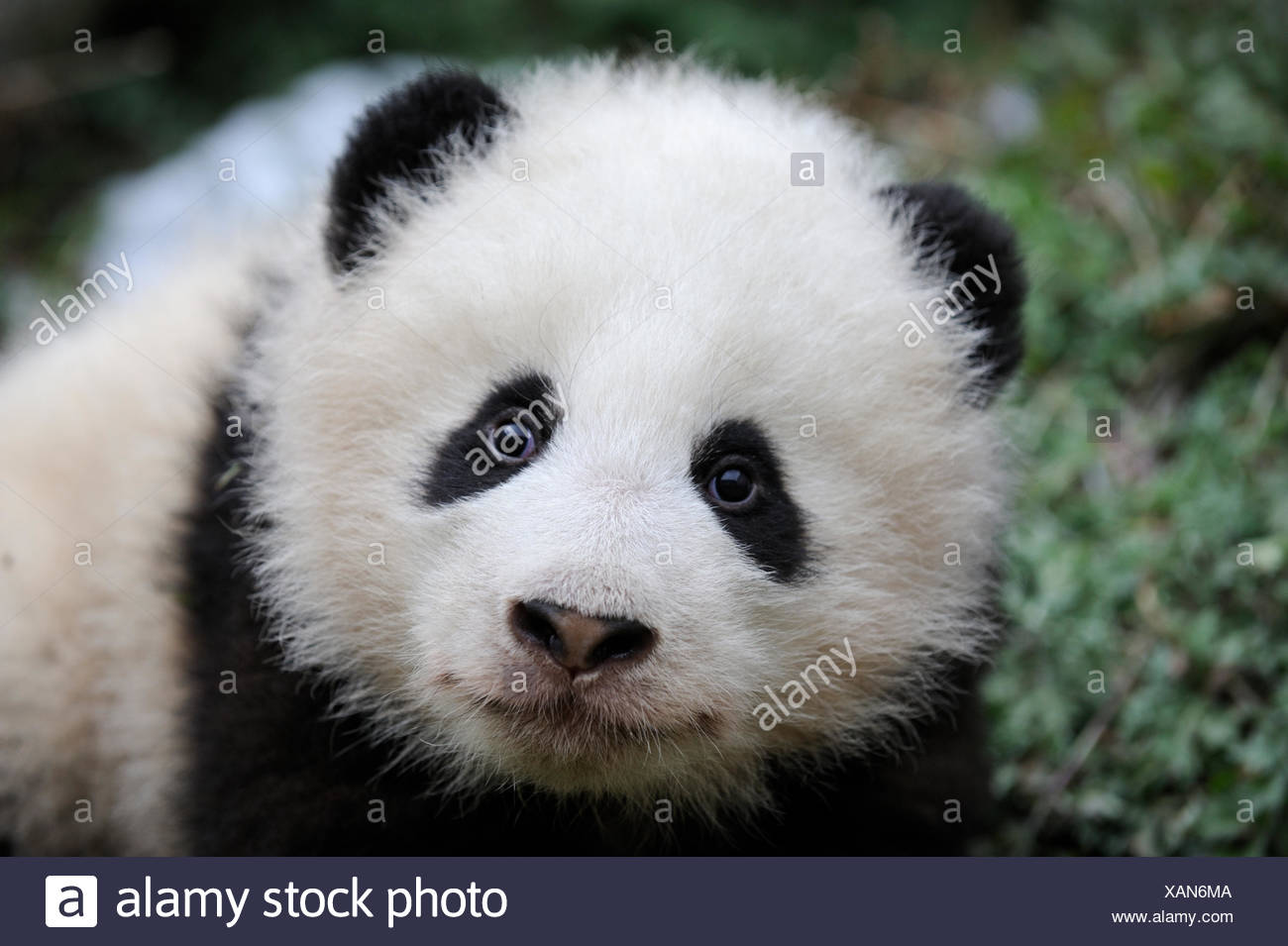 Panda China Baby High Resolution Stock Photography and Images - Alamy