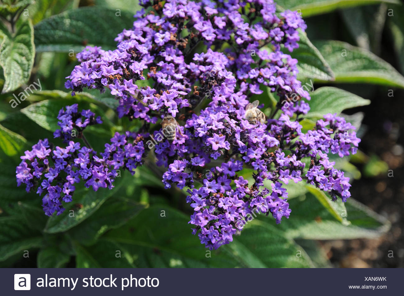 Heliotrope High Resolution Stock Photography and Images - Alamy