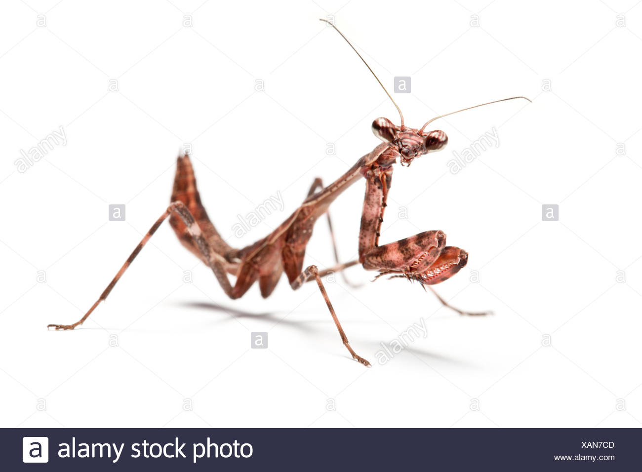 Juvenile Mantis High Resolution Stock Photography and Images - Alamy