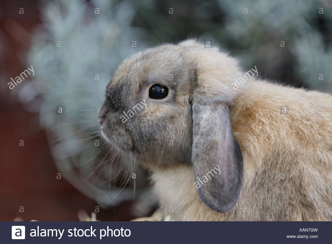 Dwarf Lop Eared Rabbit High Resolution Stock Photography and Images - Alamy