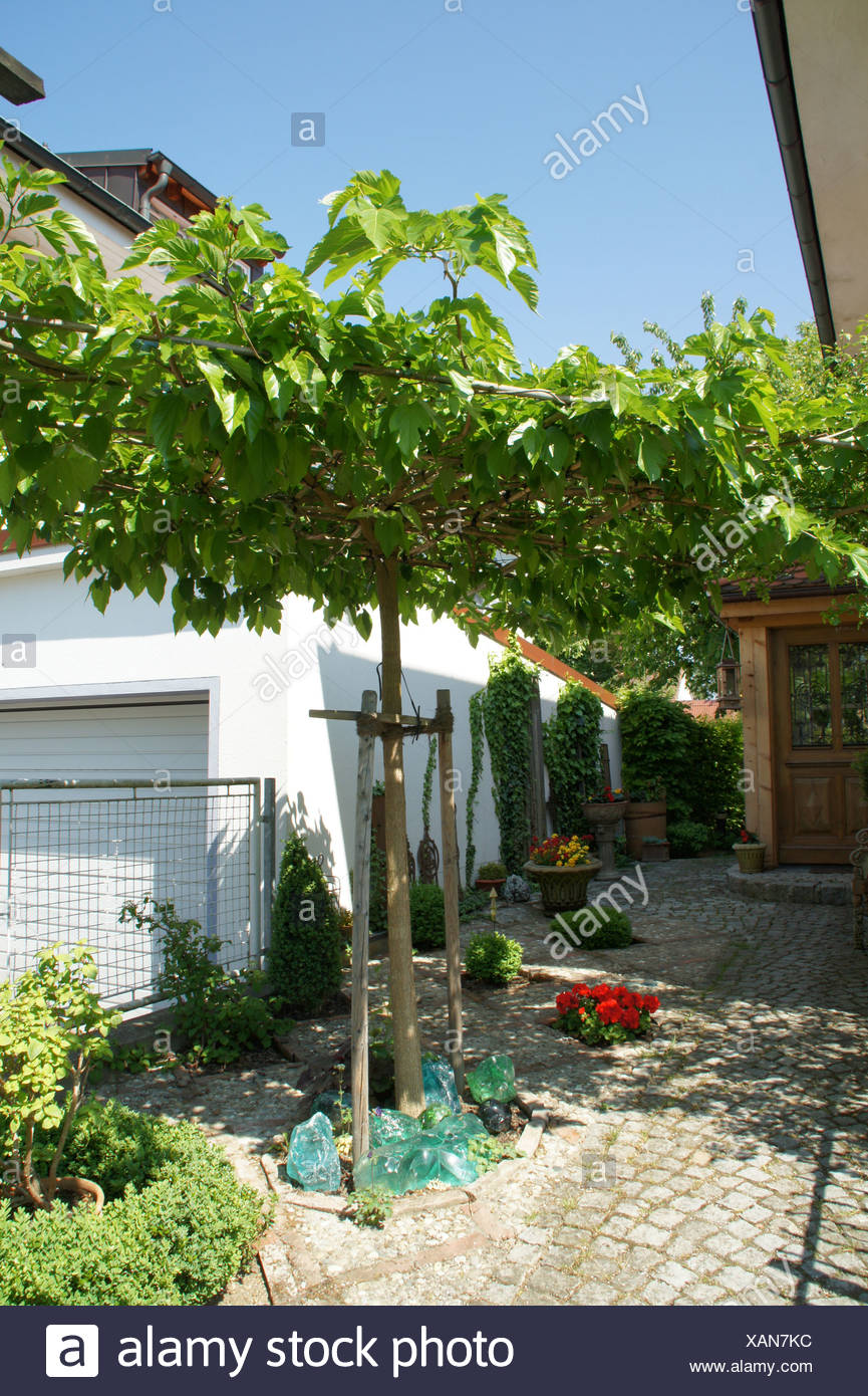 Spalier Baum High Resolution Stock Photography and Images - Alamy