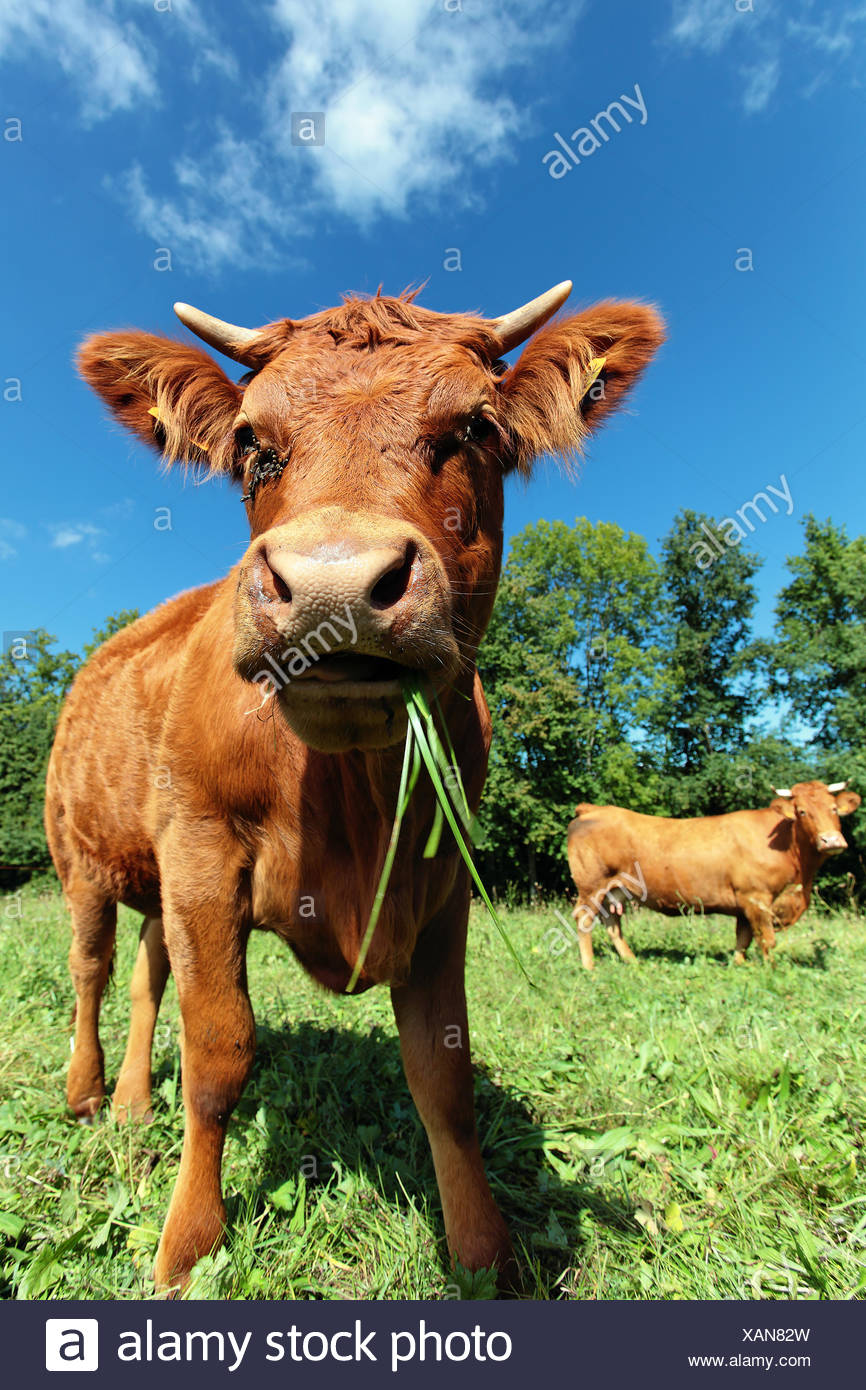 Blue Tongue Cow Stock Photos & Blue Tongue Cow Stock Images - Alamy