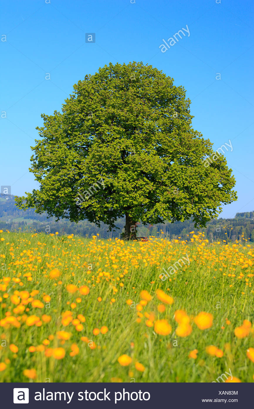 Tilia Cordata Stock Photos & Tilia Cordata Stock Images - Alamy